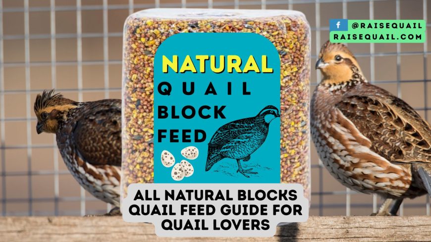 All Natural Blocks Quail Feed Guide for Quail Lovers