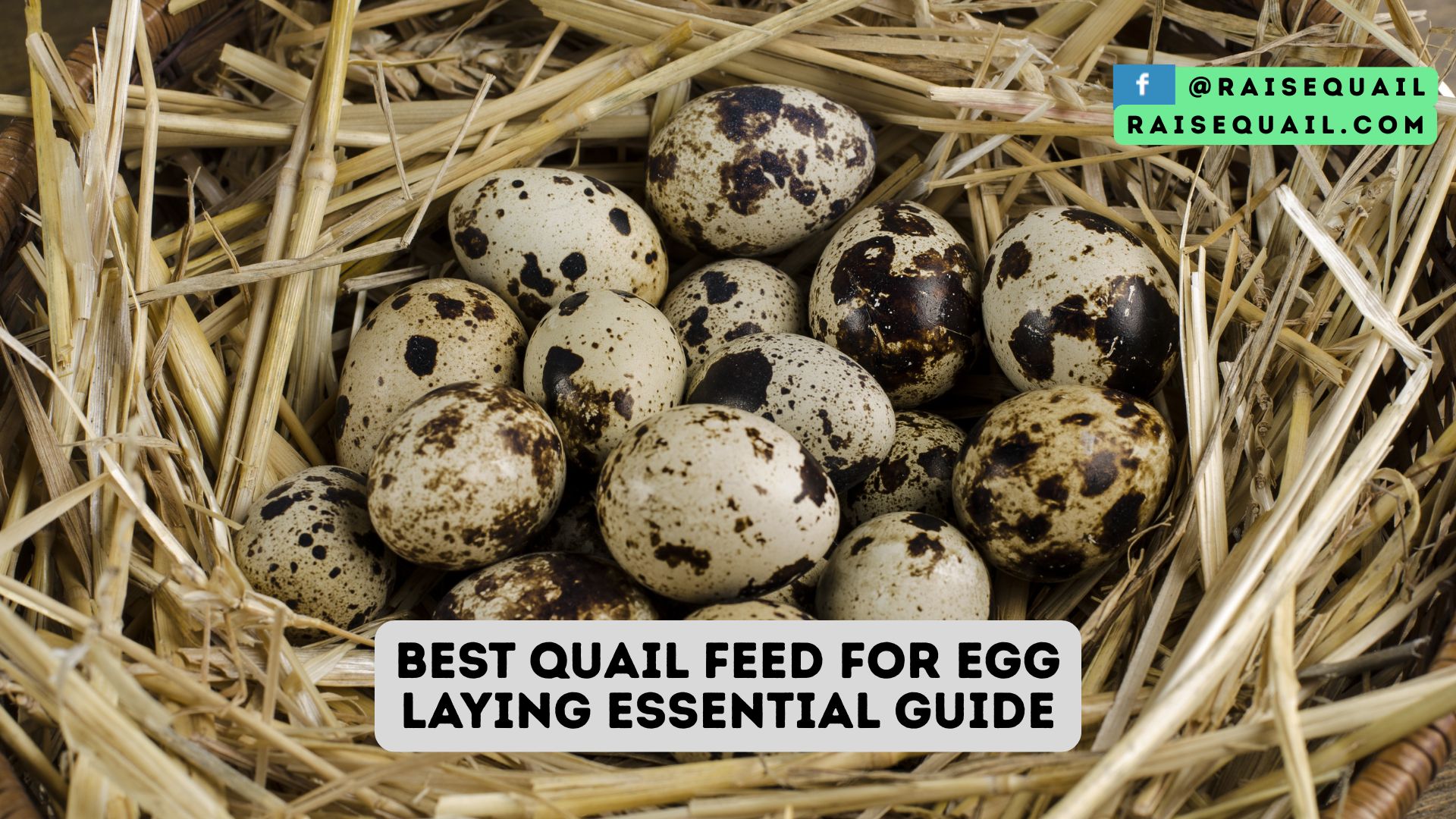 Best Quail Feed for Egg Laying Essential Guide