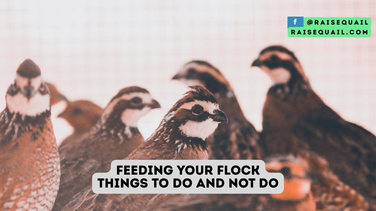 Feeding Your Flock Things to Do and Not Do