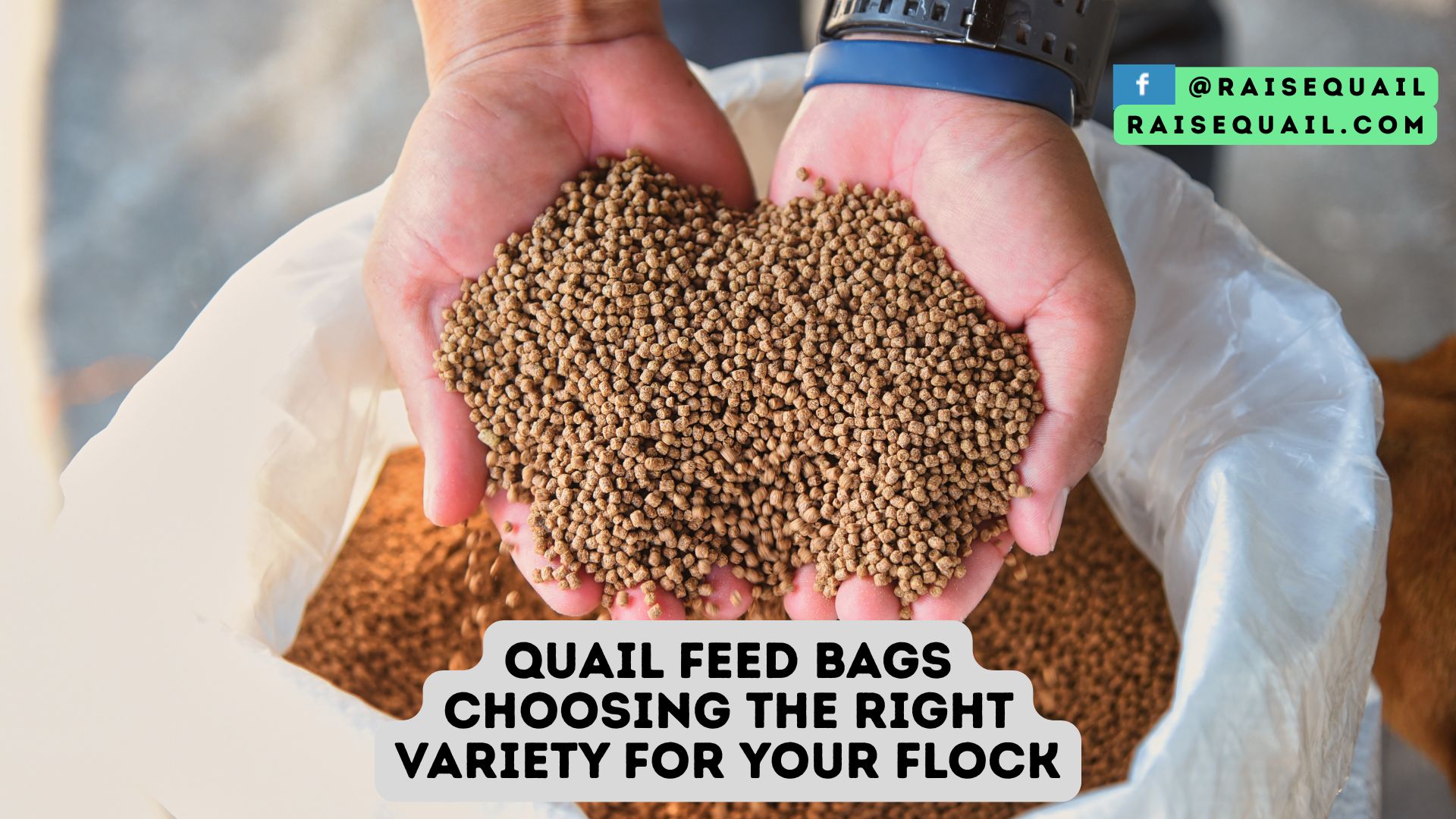 Quail Feed Bags Choosing the Right Variety for Your Flock
